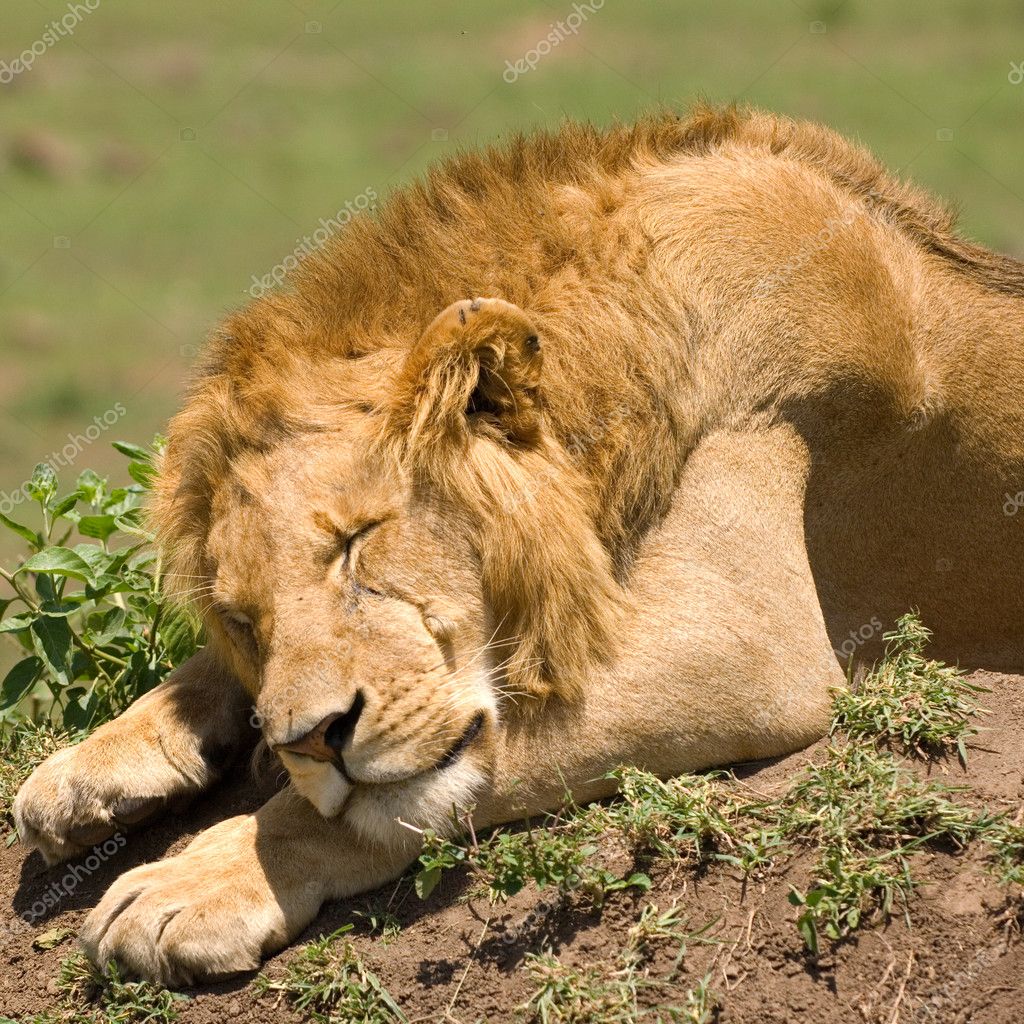 Sleeping lion — Stock Photo © kaphotokevm1 #6041489