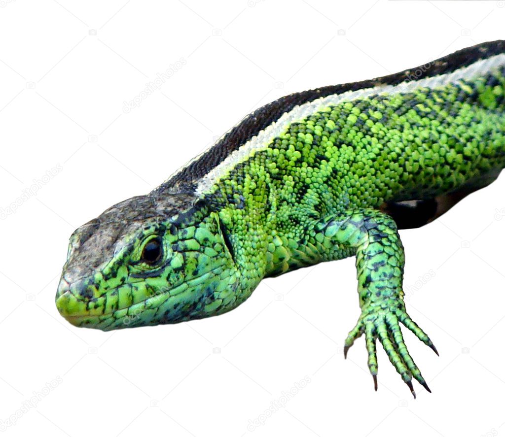 Little green lizards — Stock Photo © vlado #5849178