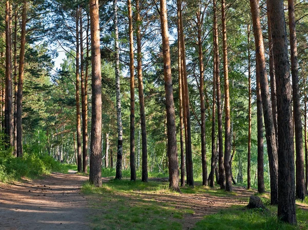 Pine forest Stock Photos, Royalty Free Pine forest Images | Depositphotos
