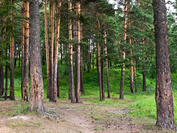 Pine forest Stock Photos, Royalty Free Pine forest Images | Depositphotos