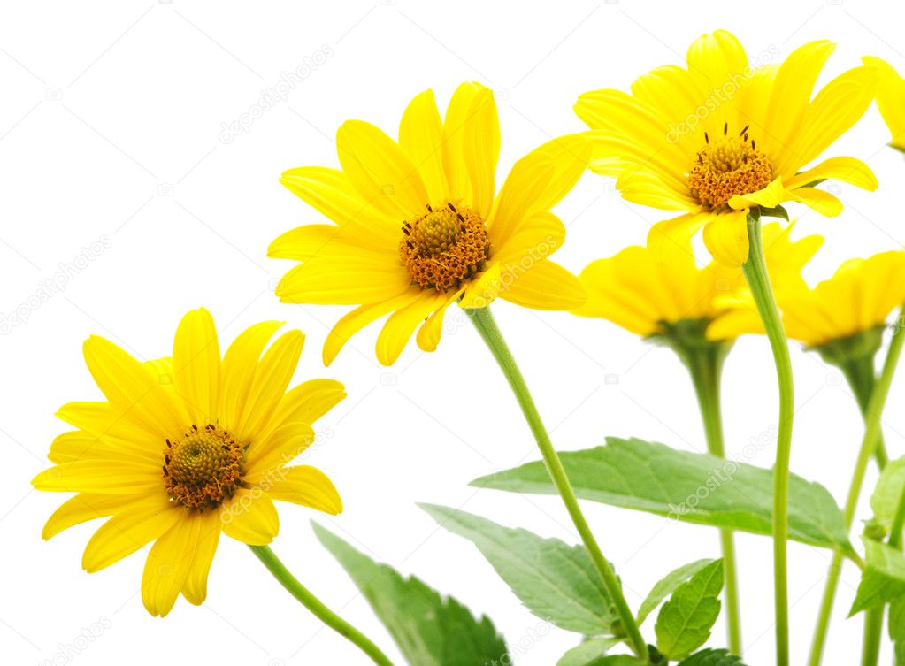 Yellow Daisy Type Flower