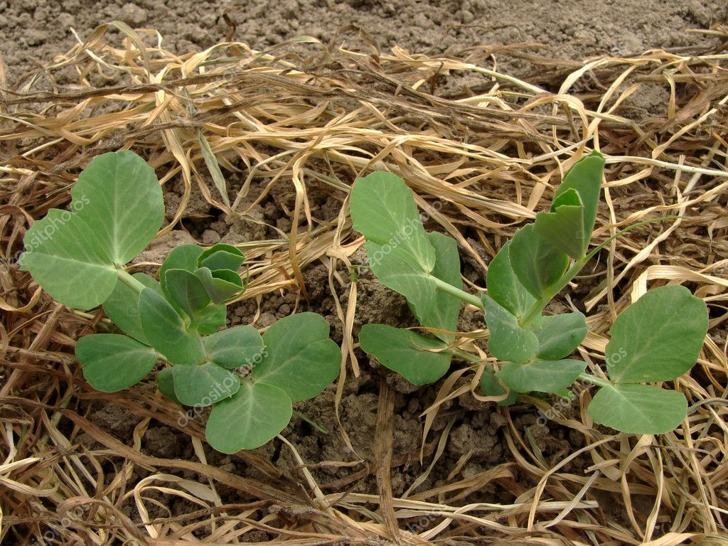 Pea Patch Farm Louisiana - rlinobg