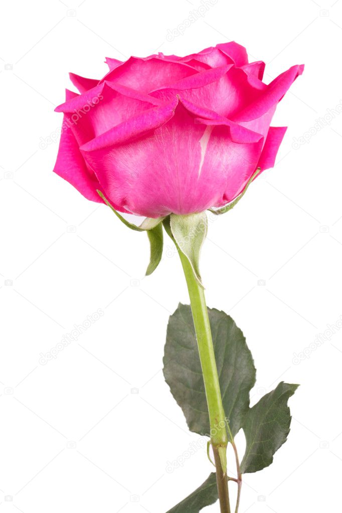 One flower pink roses Stock Photo by ©AndreySt 6340389