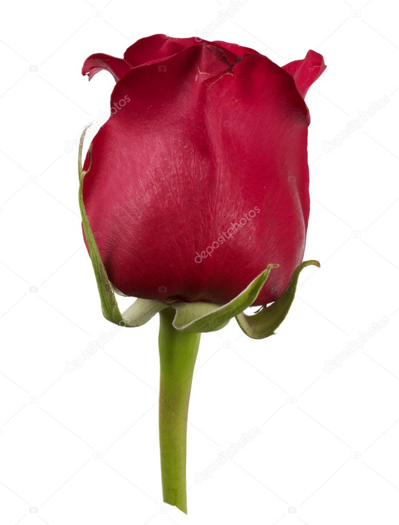 Red rose isolated — Stock Photo © AndreySt #6341179