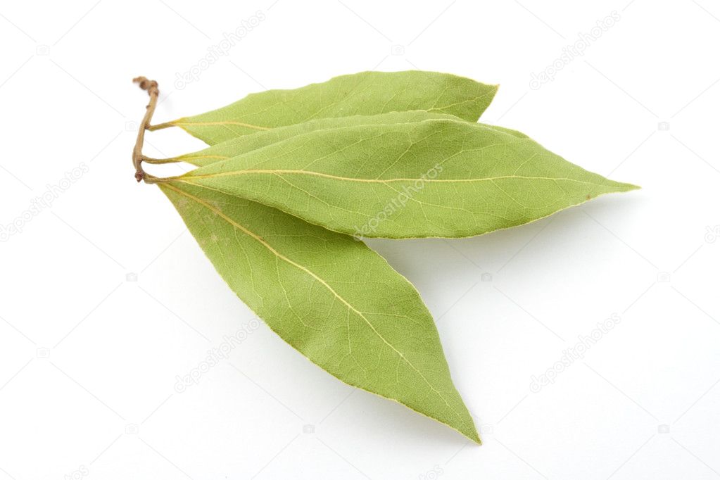 Laurel leaves isolated on white Stock Photo by ©AndreySt 6344059