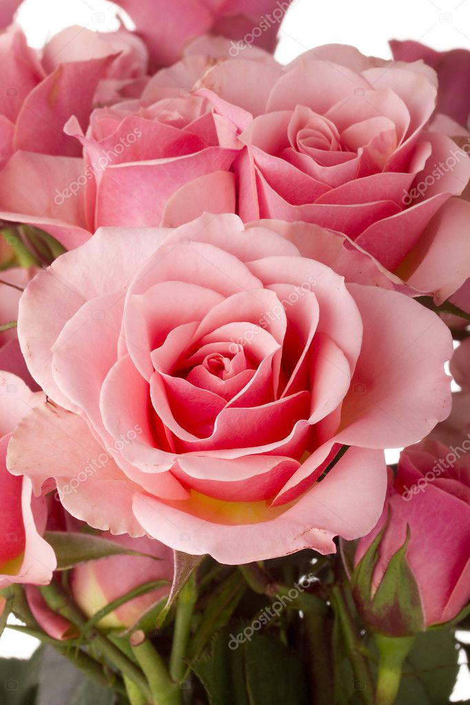 Pink Roses — Stock Photo © VIPDesignUSA #5388521