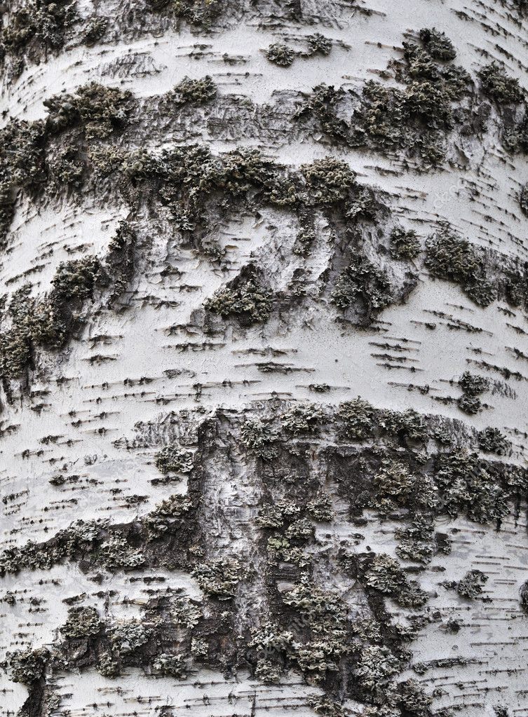 Textura de corteza de abedul — Foto de stock #5879843 © viknik