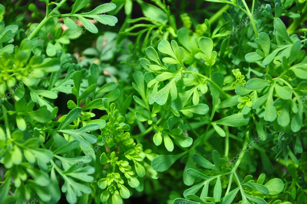 Ruda común (Ruta graveolens) 2023