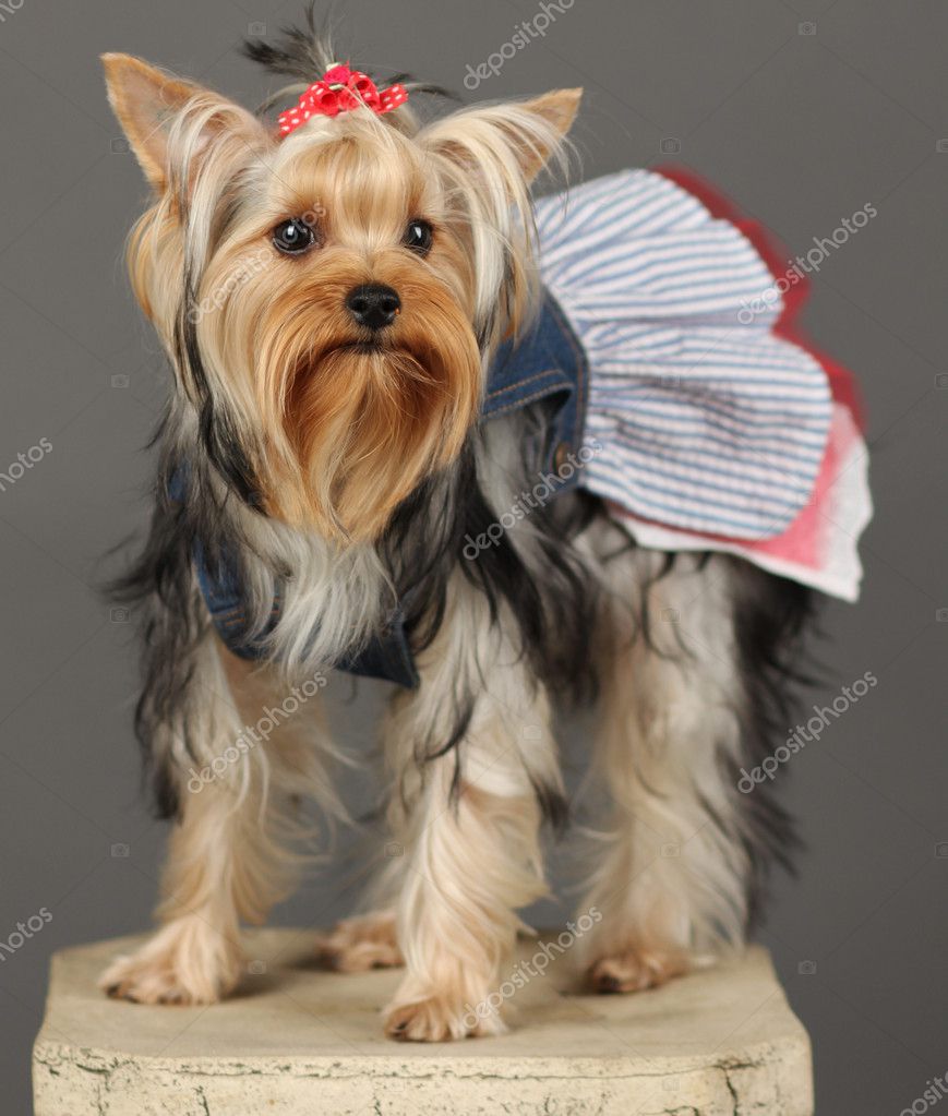 Yorkshire Terrier isolated on grey — Stock Photo © arkusha #5607802