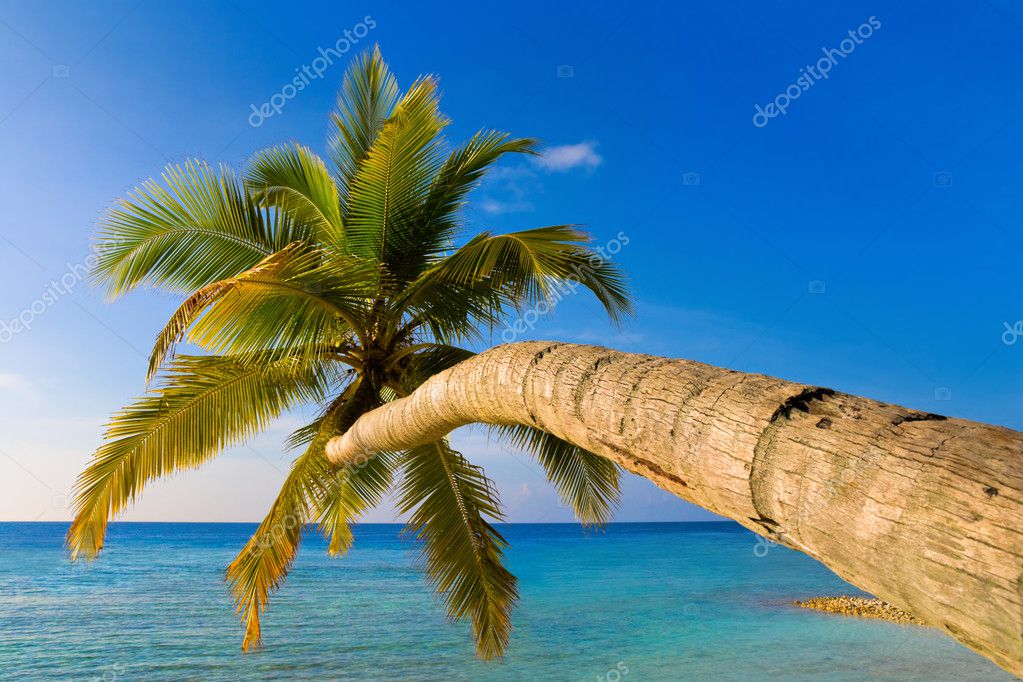Bending palm tree on tropical beach Stock Photo by ©Violin 5607497