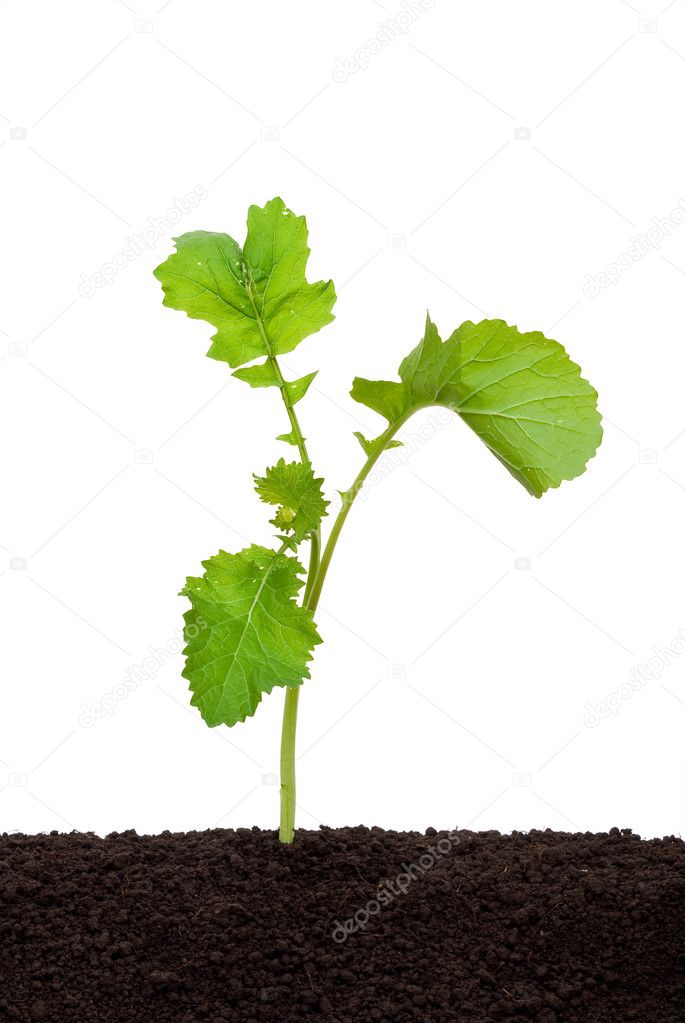 Freshly growing mustard — Stock Photo © Alexan66 #6250428