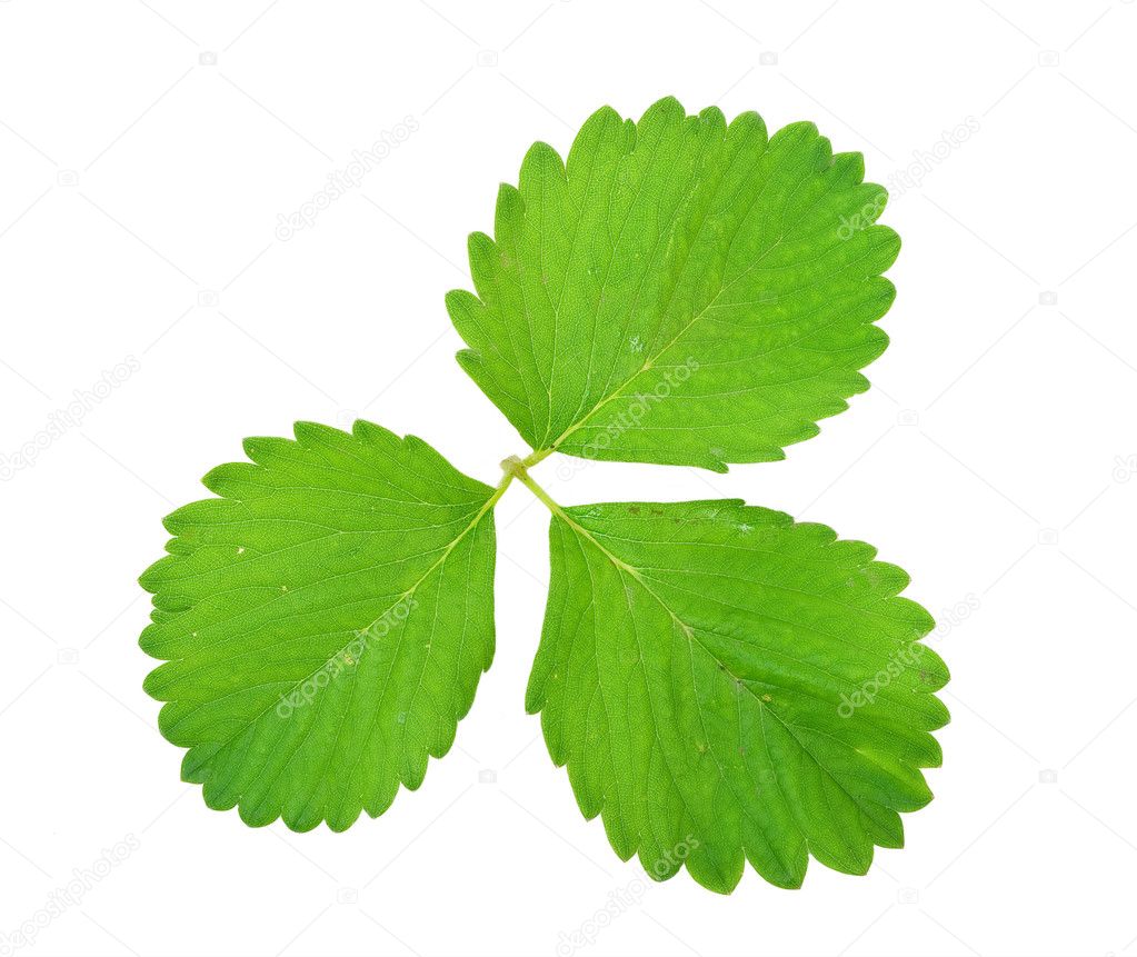 Strawberry leaf — Stock Photo © Alexan66 #6570375