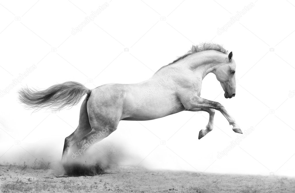Silver-white stallion — Stock Photo © mari_art #6244388
