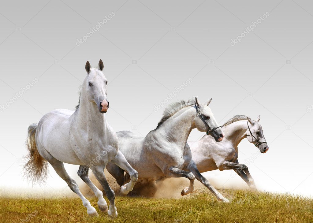 Three stallions — Stock Photo © mari_art #6692985