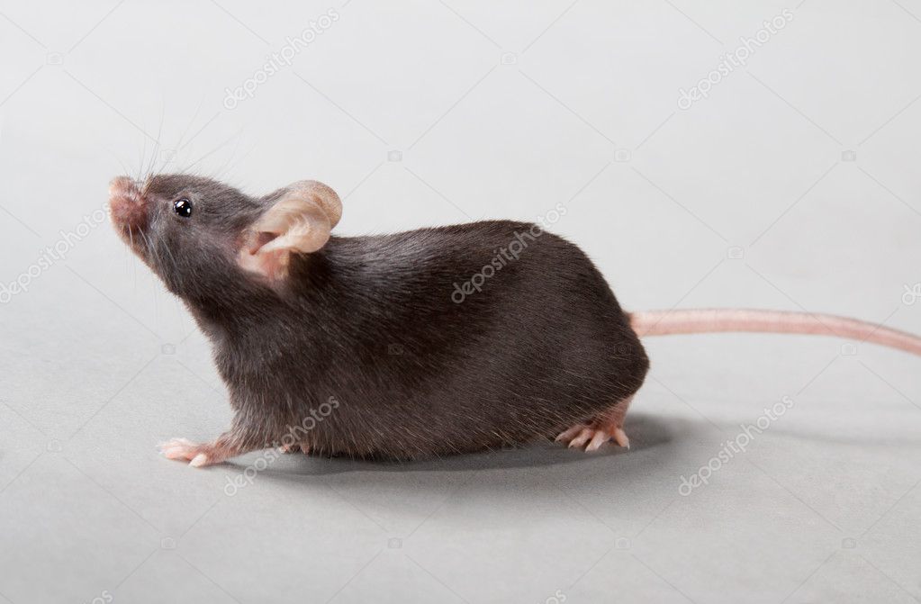 Laboratory mouse Stock Photo by ©kovalvs 6173624