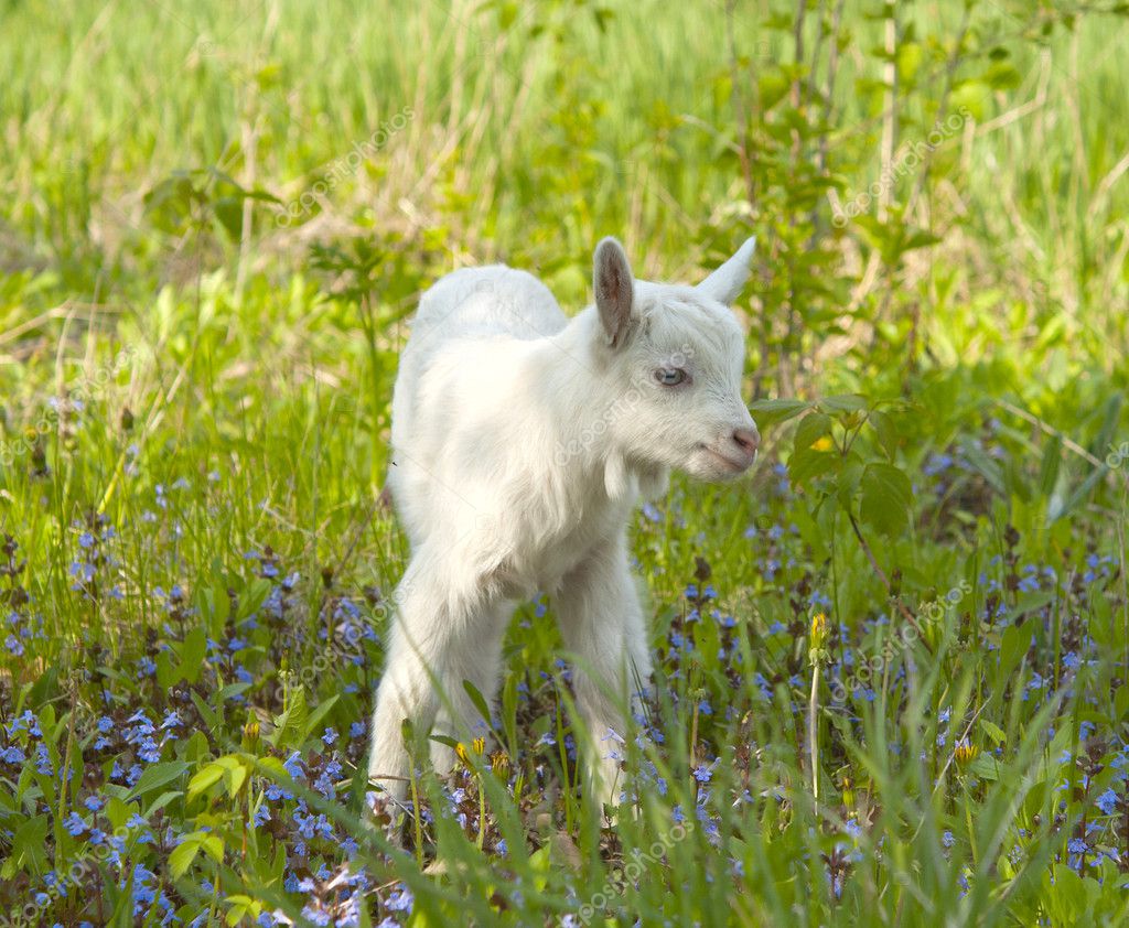 Little goat Stock Photo by ©ksena32 5571543