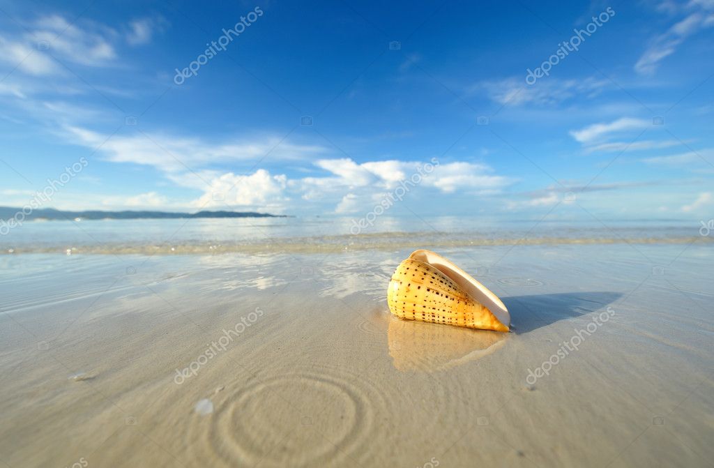 Shell on a beach — Stock Photo © haveseen #5386968