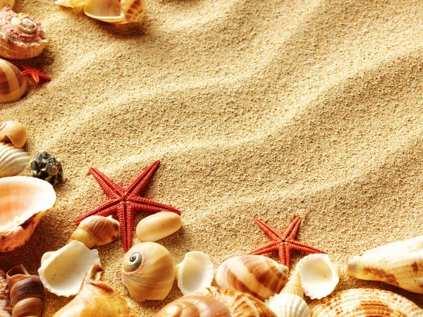 Sea shell on sand — Stock Photo © Irochka #5921693