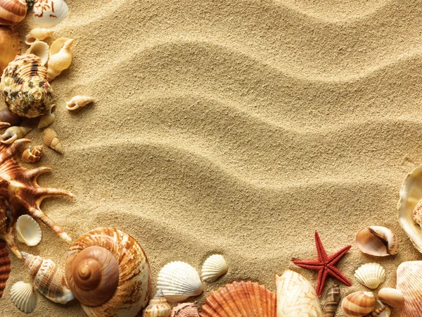 Sea shell on sand — Stock Photo © Irochka #5921693