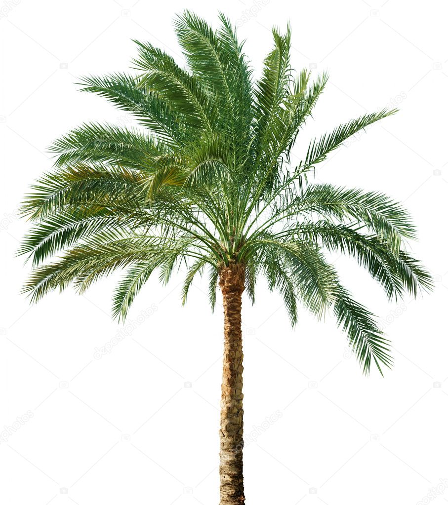 Palm tree isolated — Stock Photo © Irochka #5915714 Palm tree isolated — Stock Photo © Irochka #5915714