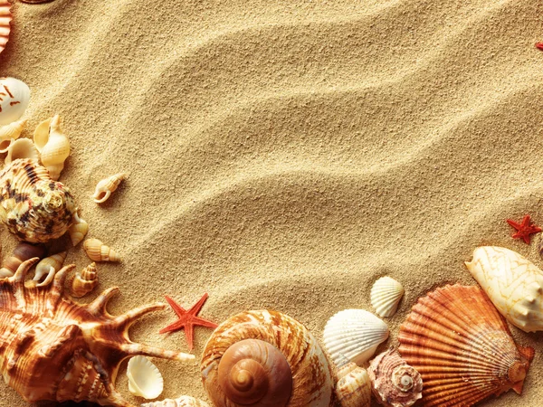 Sea shell on sand — Stock Photo © Irochka #5921693