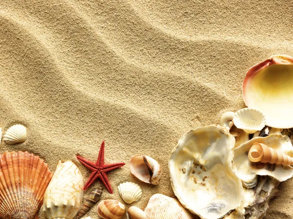 Sea shell on sand — Stock Photo © Irochka #5921693