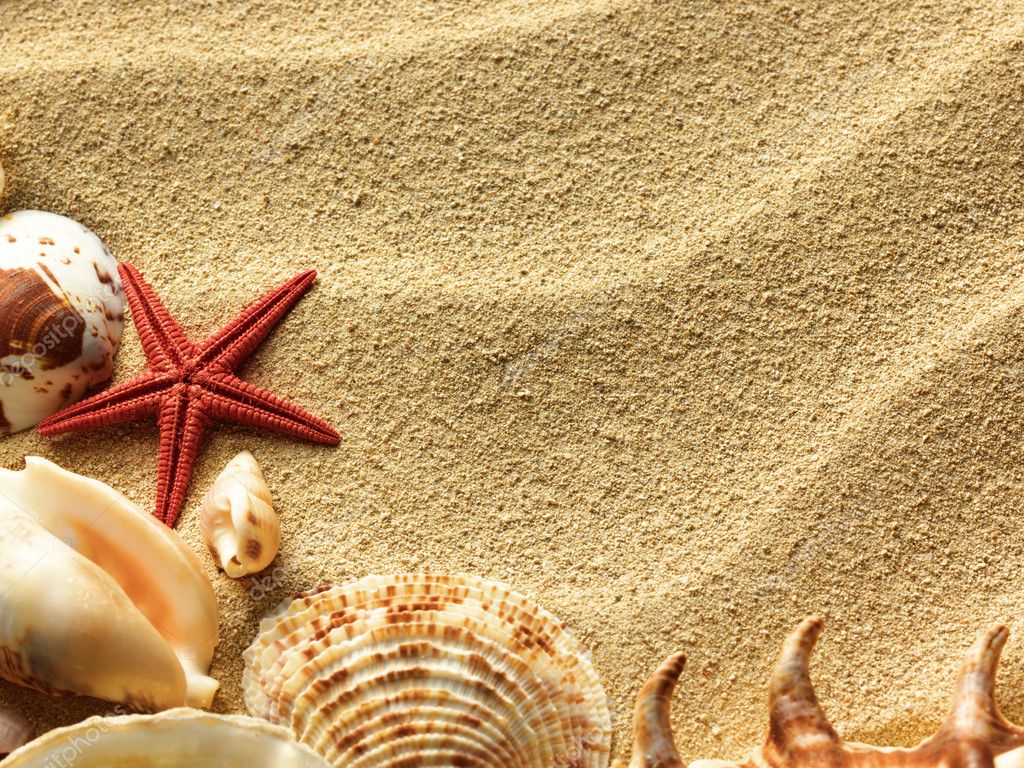 Sea shell on sand Stock Photo by ©Irochka 5920679