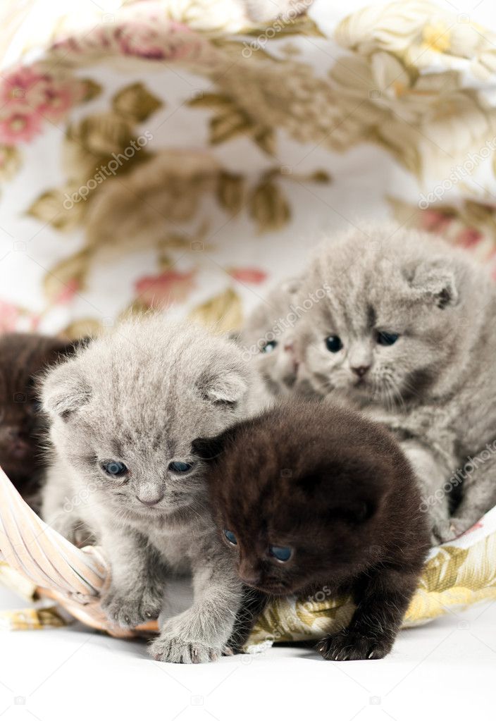 Five british kittens in a wicker basket Stock Photo by ©artcasta 6180708