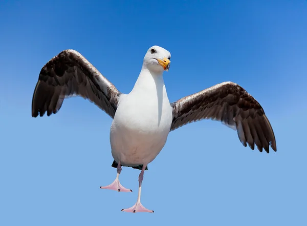 Angry seagull Stock Photos, Royalty Free Angry seagull Images ...
