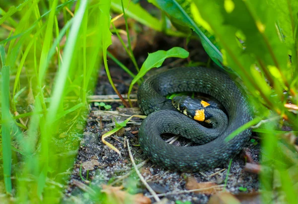 Small snake Stock Photos, Royalty Free Small snake Images | Depositphotos