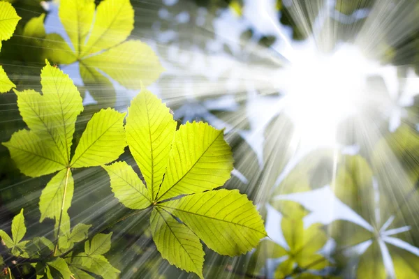 Sun ray - Stock Image - Everypixel