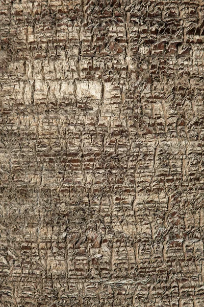 Tekstur batang pohon palem Stock Photos, Royalty Free Tekstur batang ...