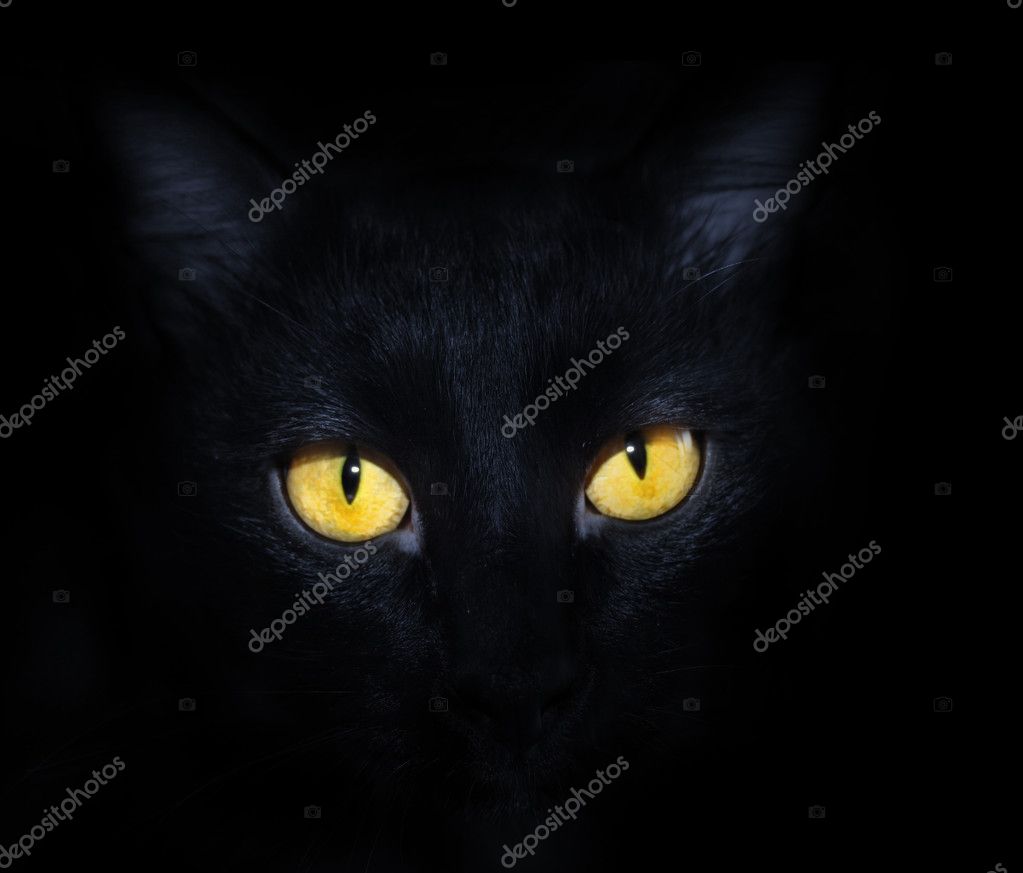 EYES OF A BLACK CAT — Stock Photo © katerinvr #6734294