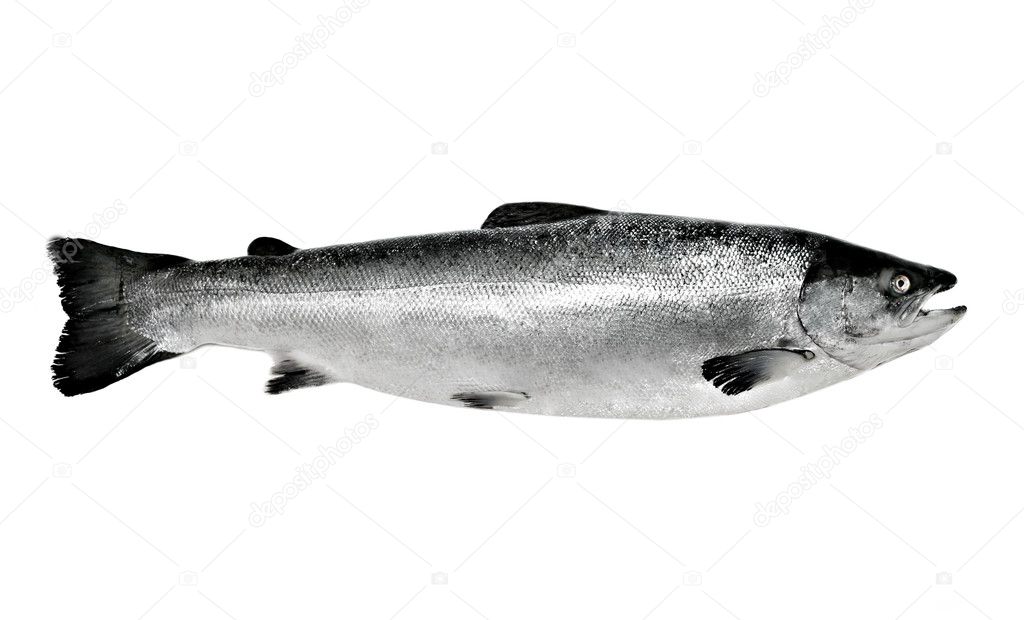 Big salmon fish isolated — Stock Photo © saiko3p #5810883