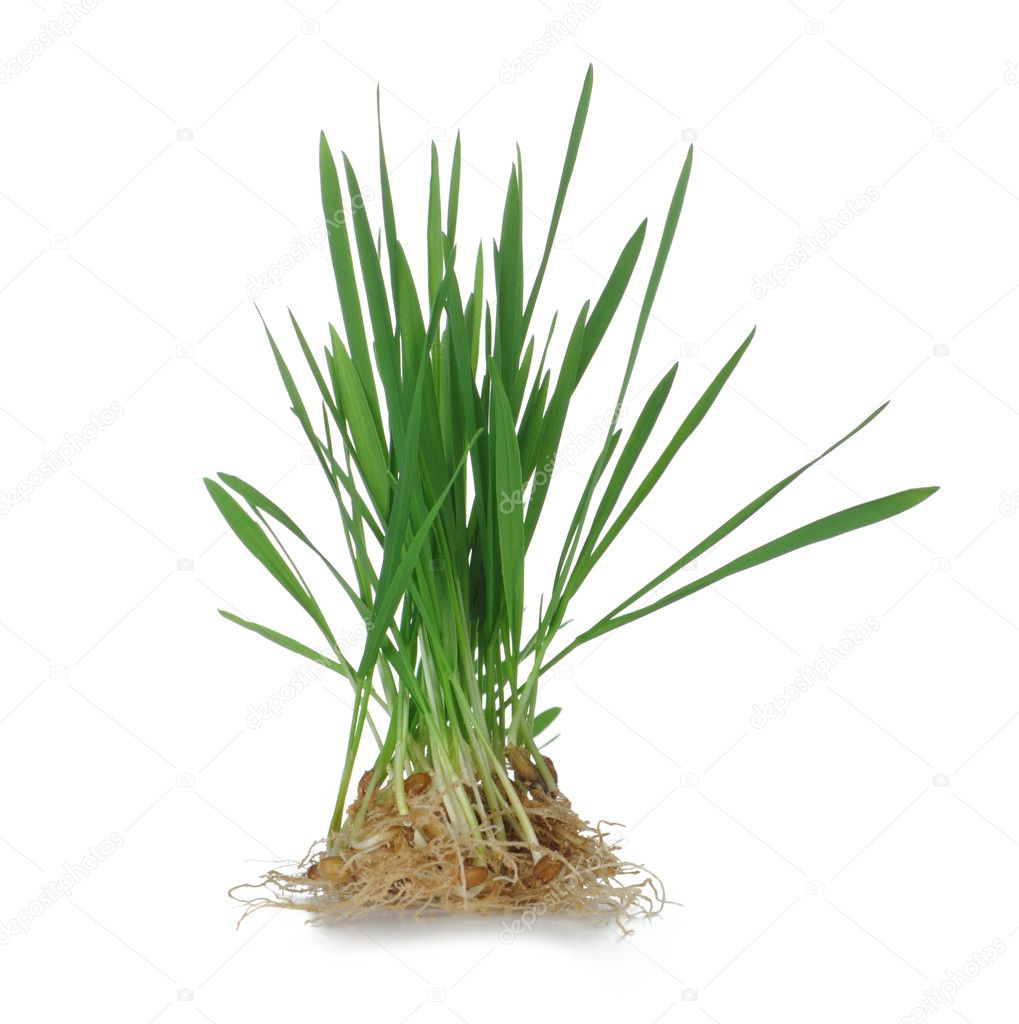 Grass with roots — Stock Photo © galdzer #5537684