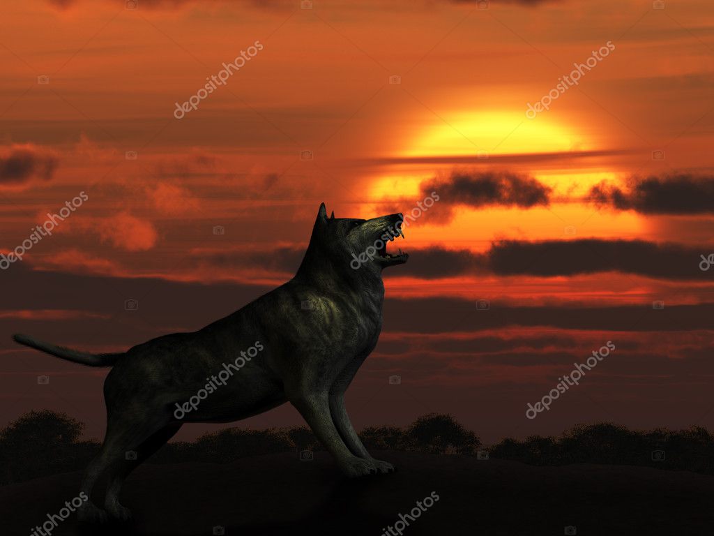 The wolf on sunset — Stock Photo © galdzer #5537775