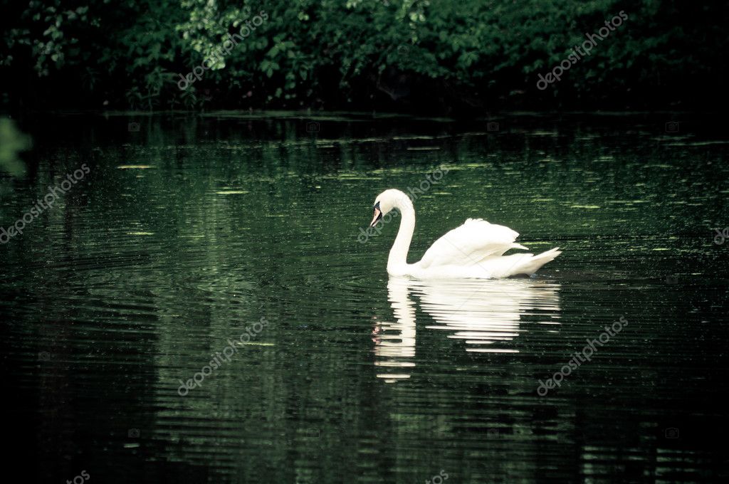 Swan sailing on the lake in a forest — Stock Photo © tarczas #5826854
