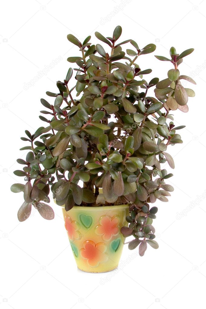 Potted plant in a pot Stock Photo by ©Enika100 5417710