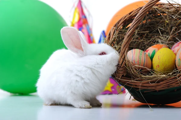 White beautiful rabbit, Easter bunny with eggs in basket - Stock Image ...