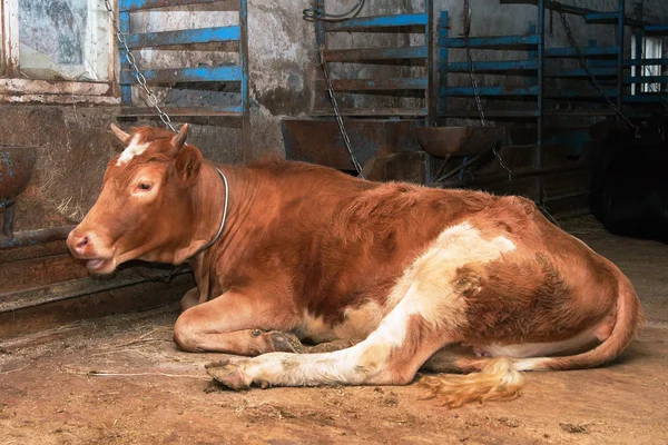 Pet stain Stock Photos, Royalty Free Pet stain Images | Depositphotos®