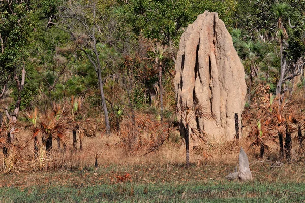 Cathedral termite mounds, Australia — Stock Photo © EcoPic #3546426