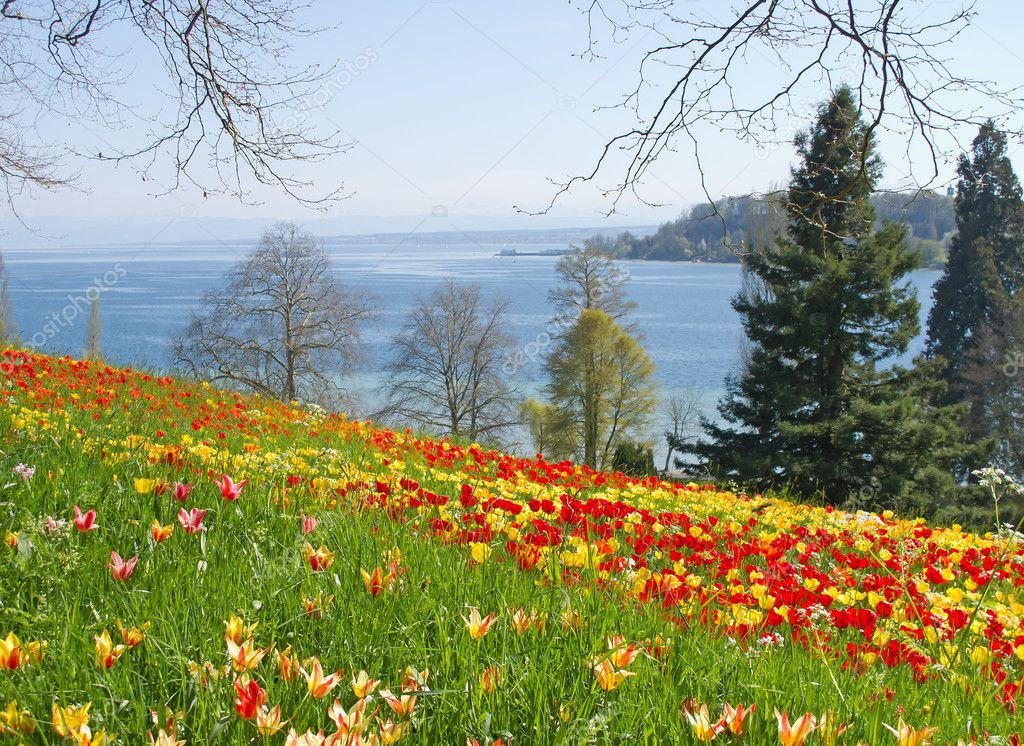 Mainau island — Stock Photo © NataliGlado #5731868