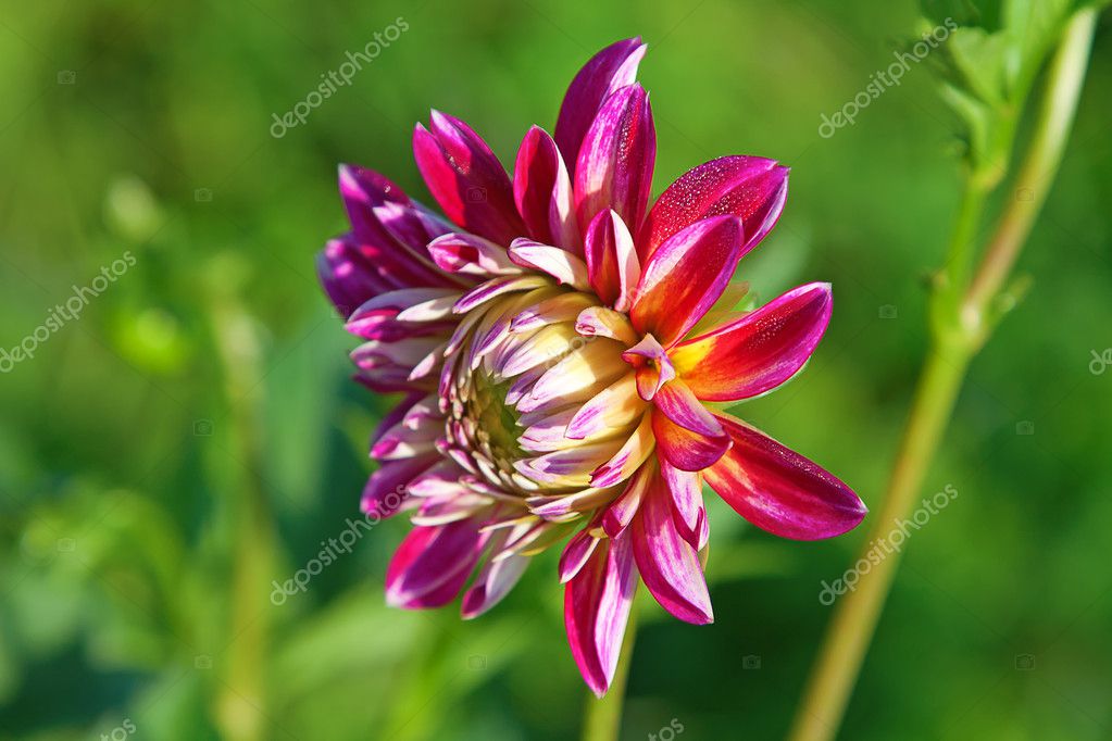 Dahlia flower Stock Photo by ©NataliGlado 5731967