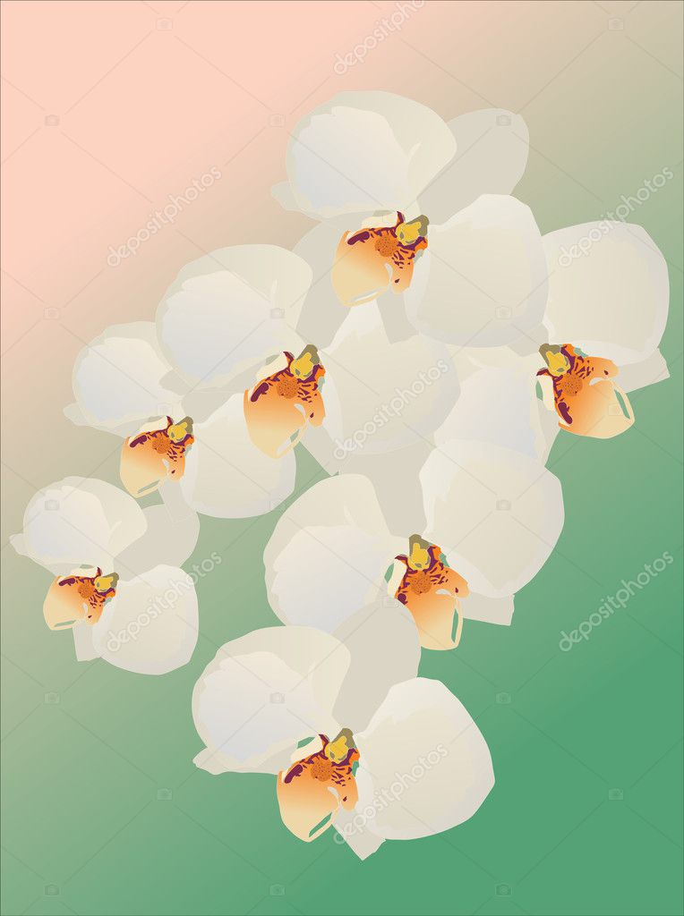 Illustration with white orchid Stock Vector Image by ©Dr.PAS #6261142