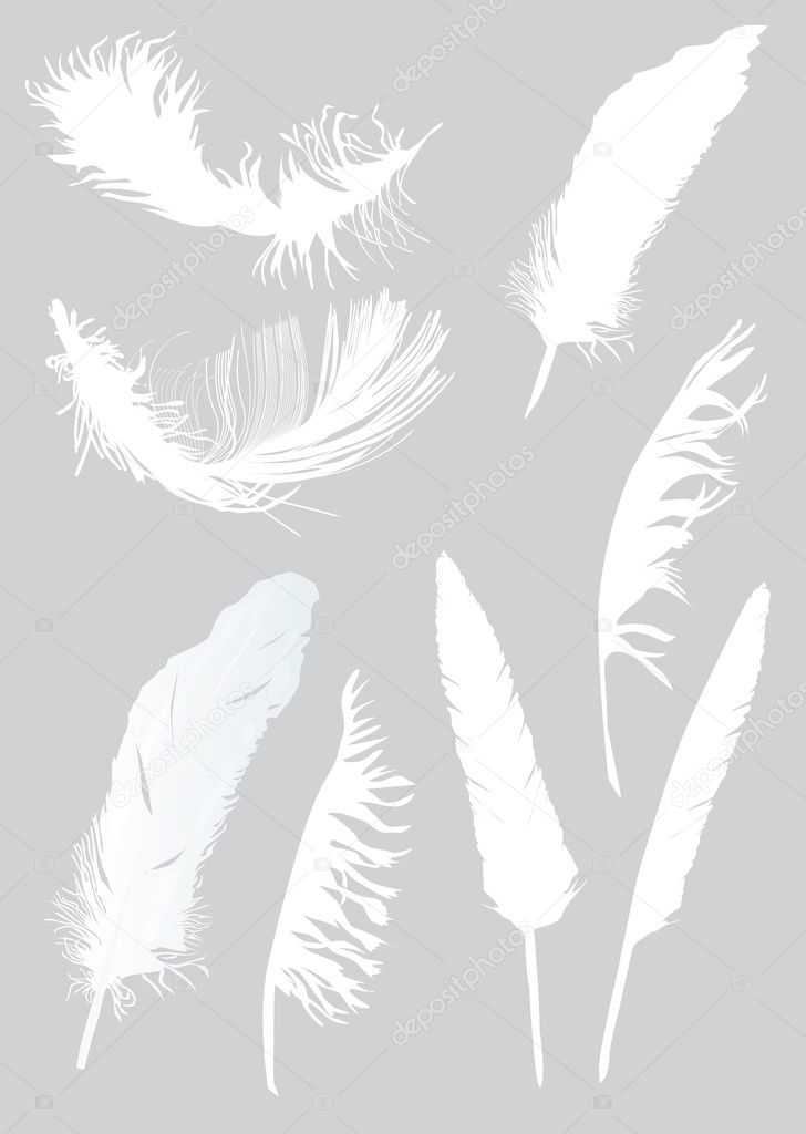 Eight white feathers Stock Vector by ©Dr.PAS 6327813