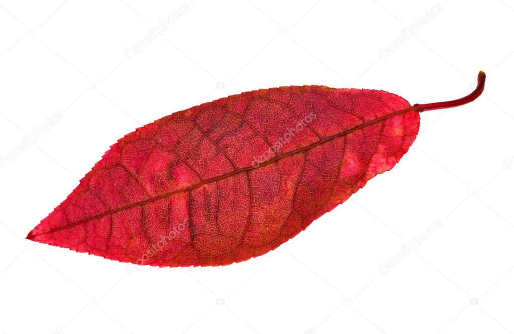 Long red leaf — Stock Photo © Dr.PAS #6415069