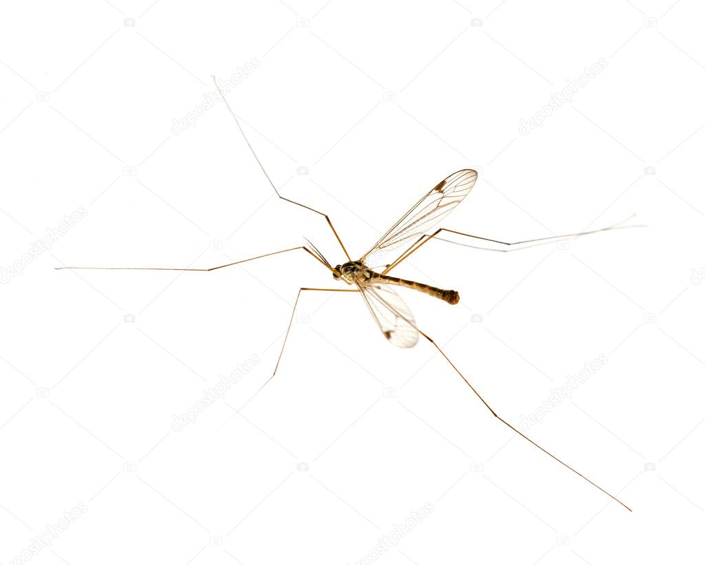 Mosquito with long legs — Stock Photo © Dr.PAS #6415147