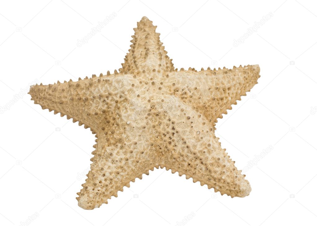 Beige starfish Stock Photo by ©Dr.PAS 6415387