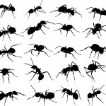 Twenty two ant silhouettes Stock Vector Image by ©Dr.PAS #6785705
