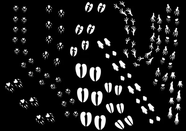 Wolf tracks Vector Art Stock Images | Depositphotos